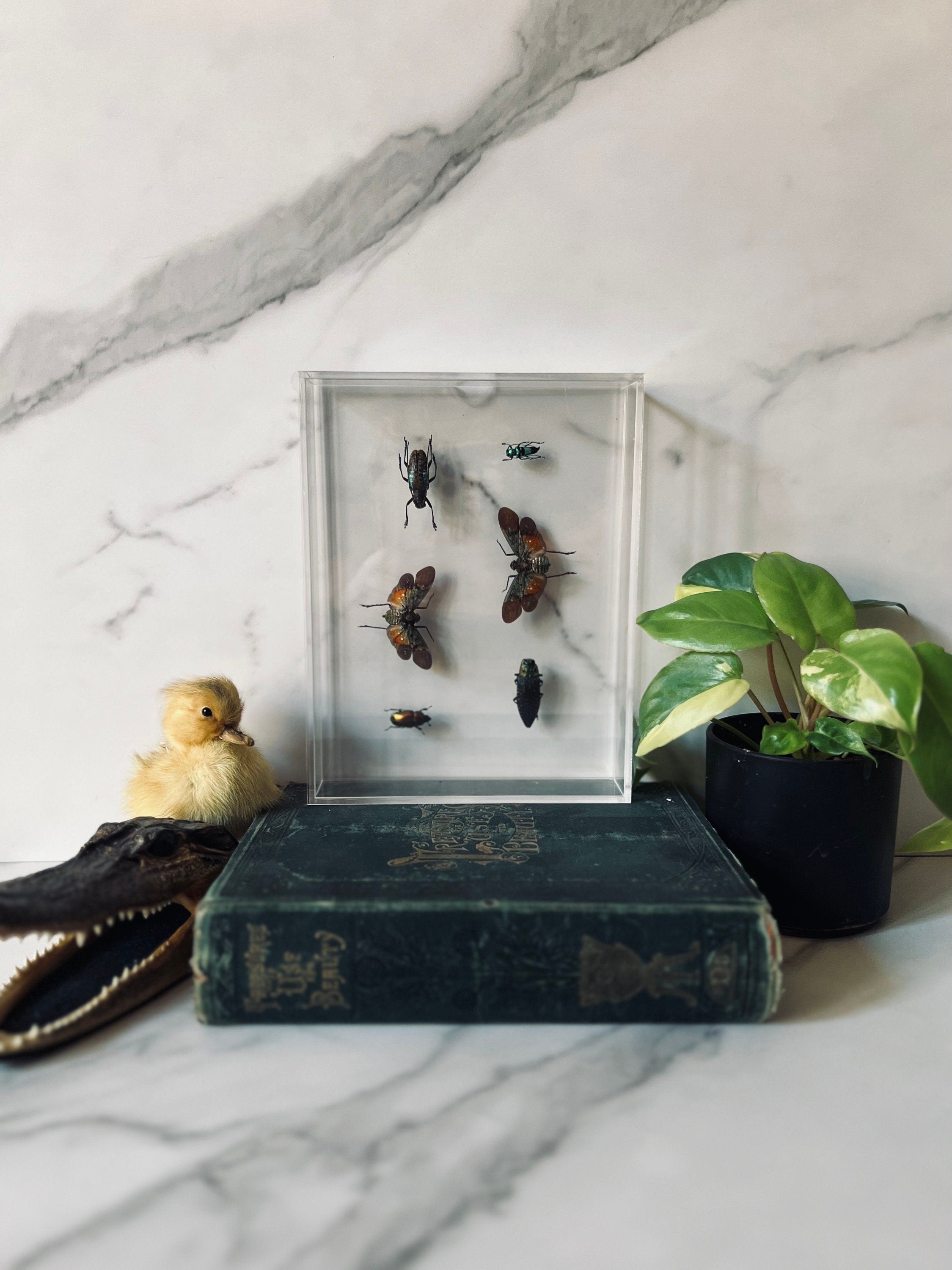 Insect Mounting: Standard – Peculiar Botany