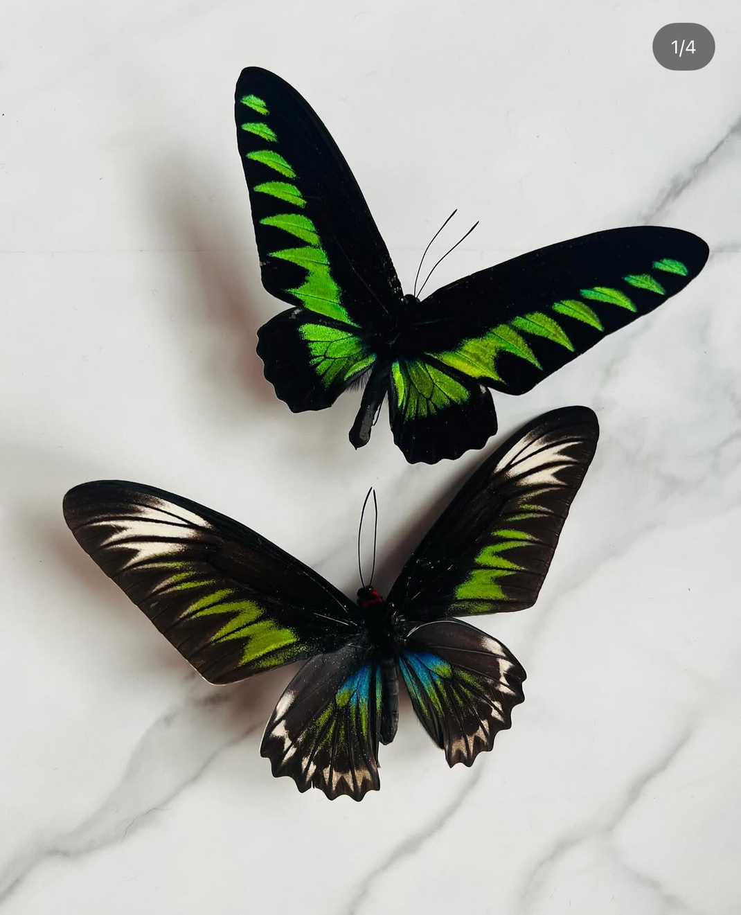 Insect Mounting: Standard – Peculiar Botany